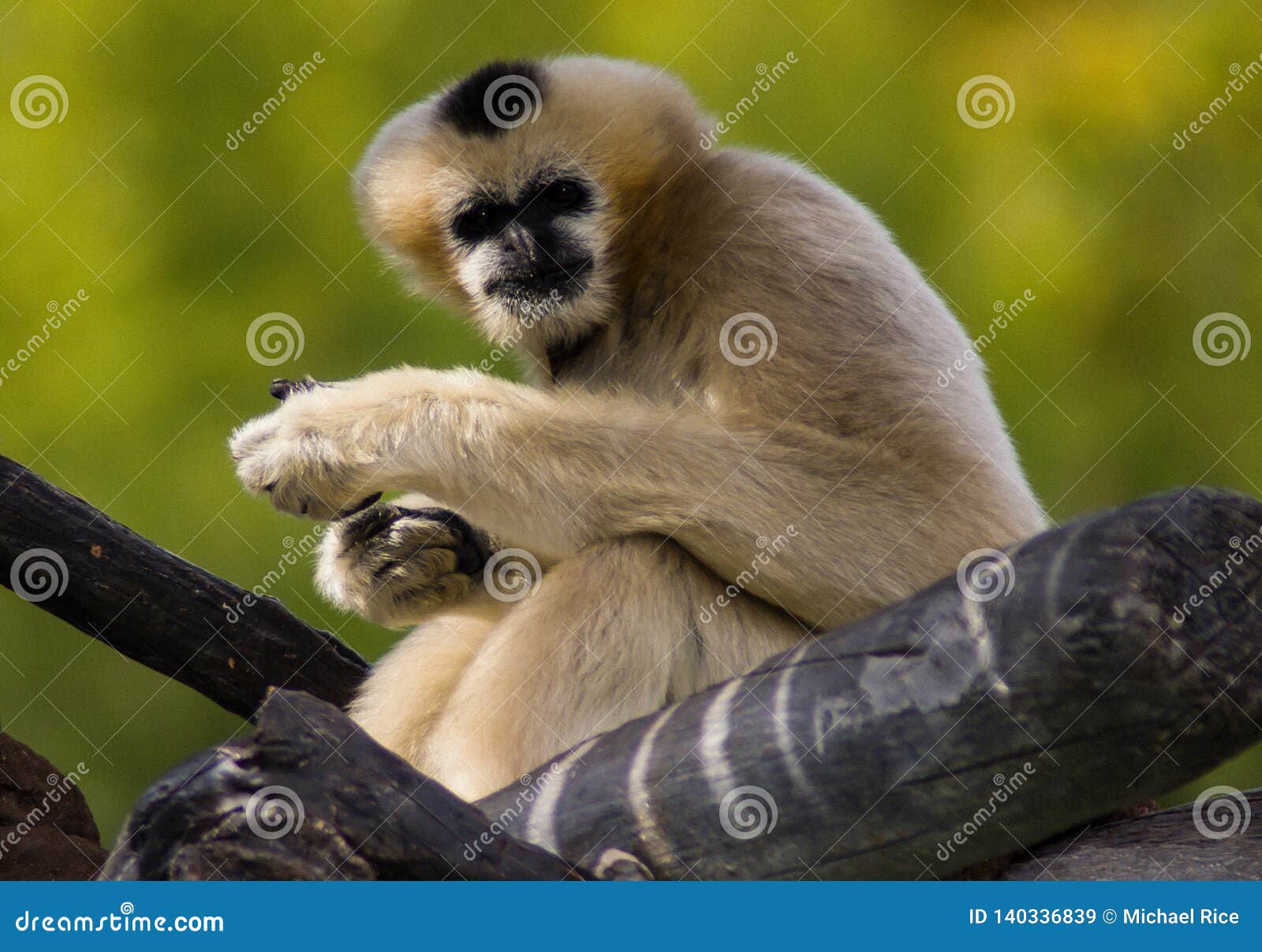 Cute monkey stock image. Image of looking, face, posing - 140336839