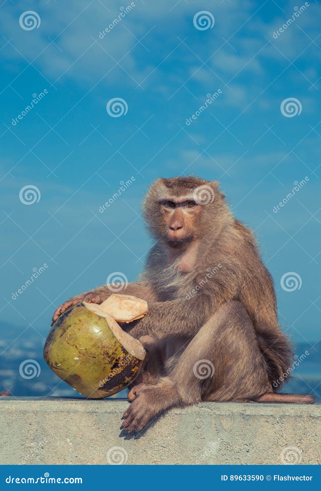 Cute Monkey Eating Coconut. Stock Photo - Image of creature, brown ...