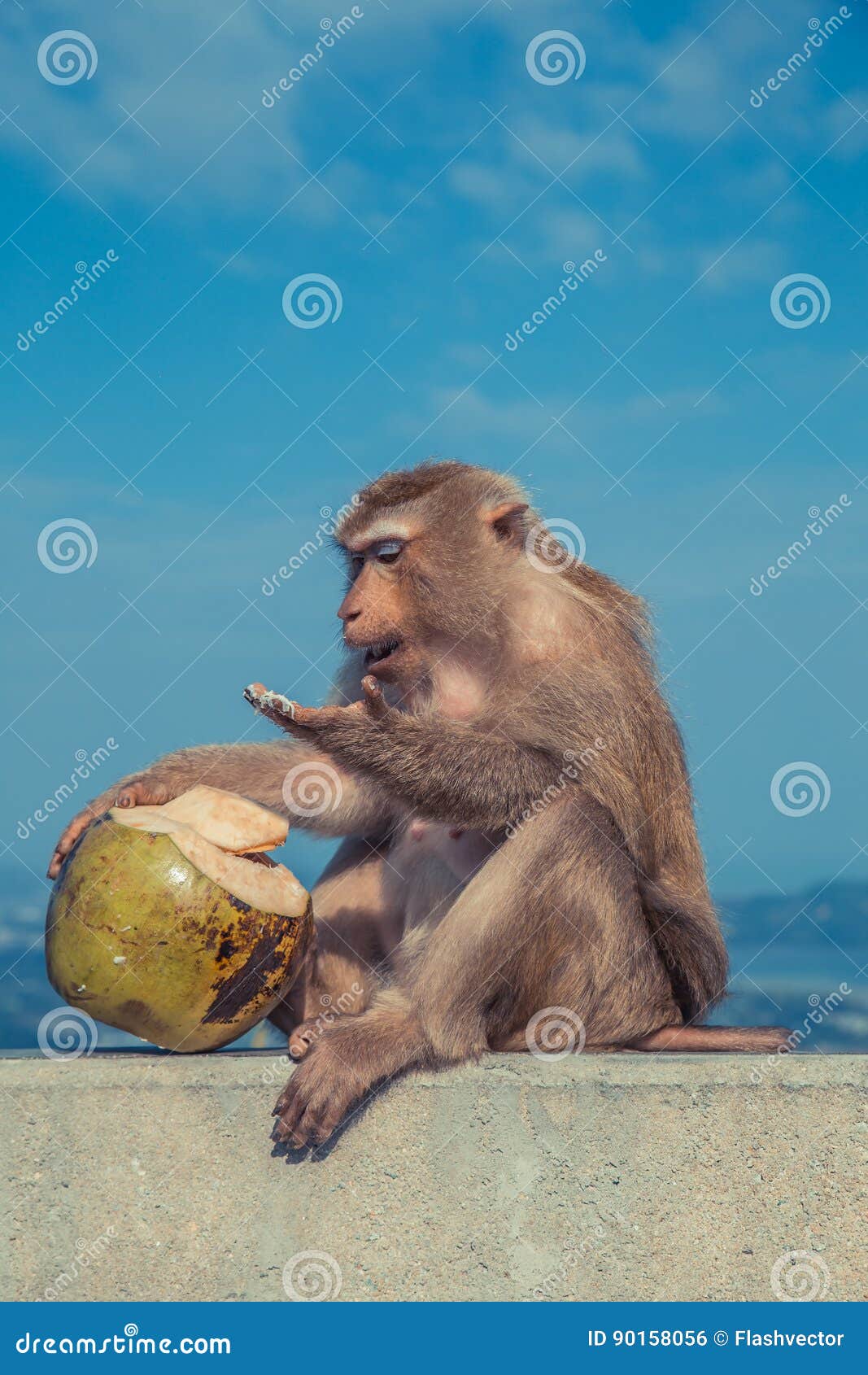 Cute Monkey Eating Coconut. Stock Photo - Image of sitting, eating ...