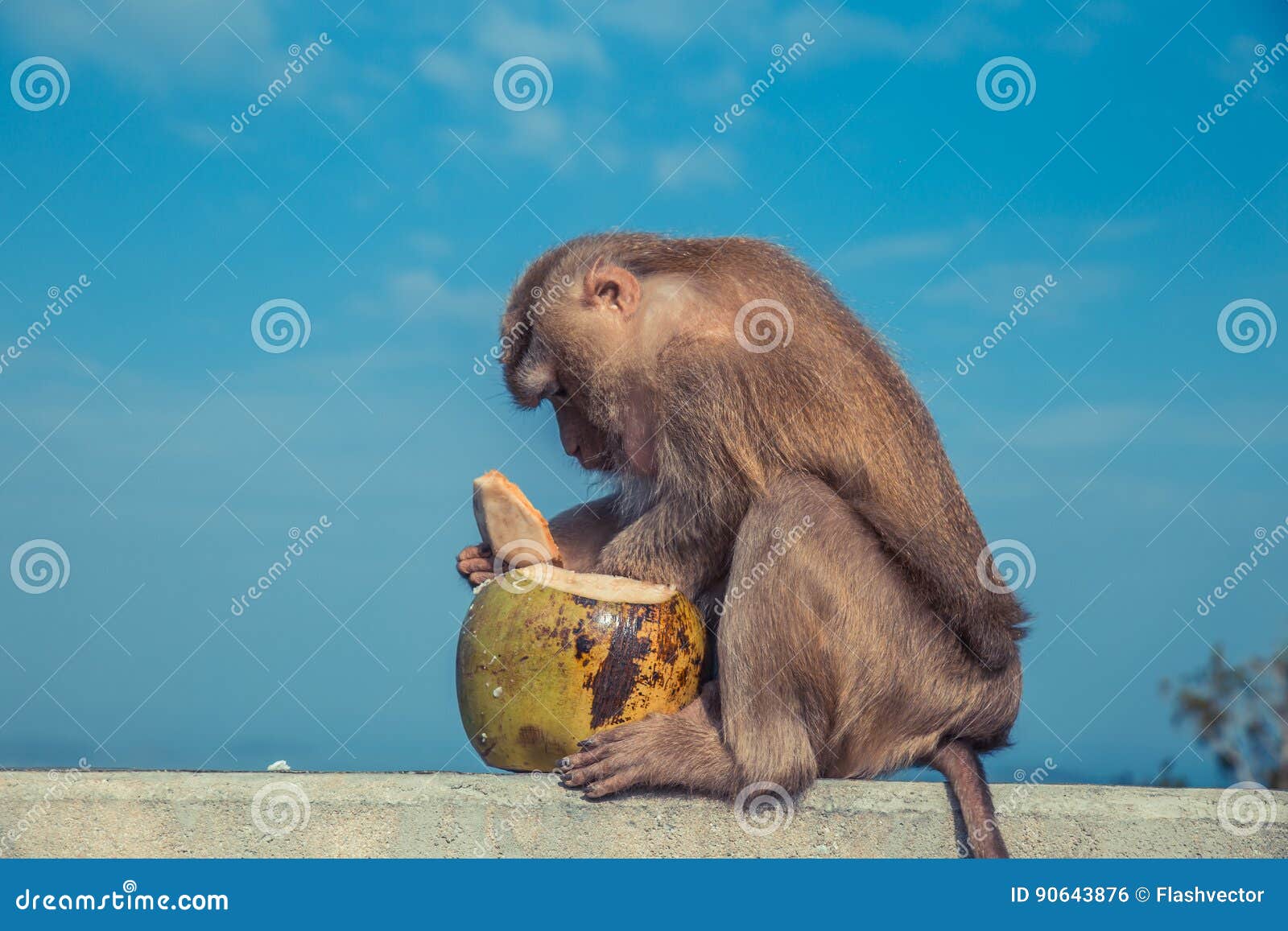 Cute Monkey Eating Coconut. Stock Photo - Image of nature, coconut ...