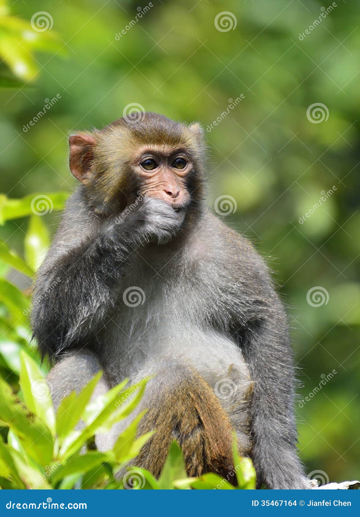 A Cute Monkey Eating Leaves Stock Photo - Image of bright, front: 35467164