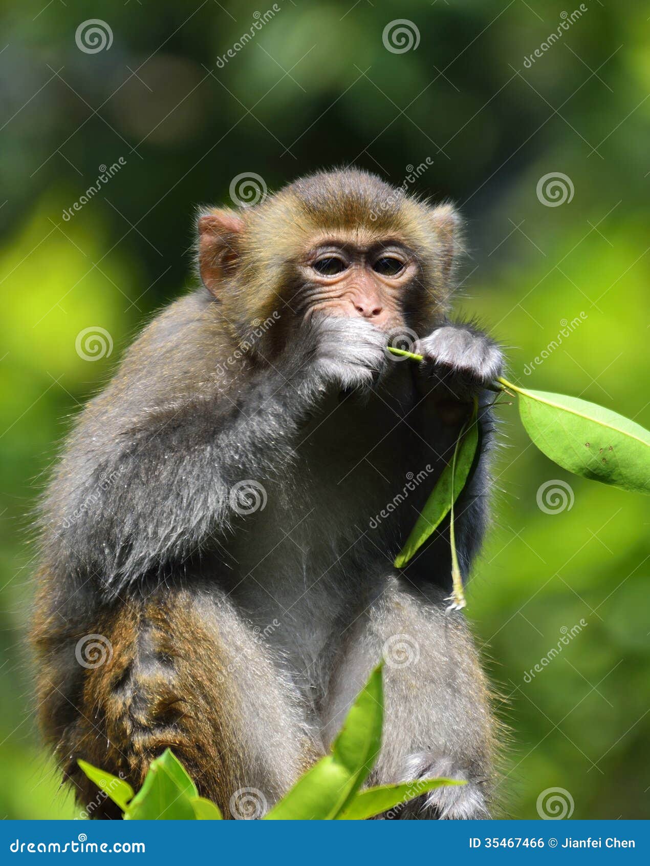 A Cute Monkey Eating Leaves Stock Photo - Image of wild, eagleeyed ...