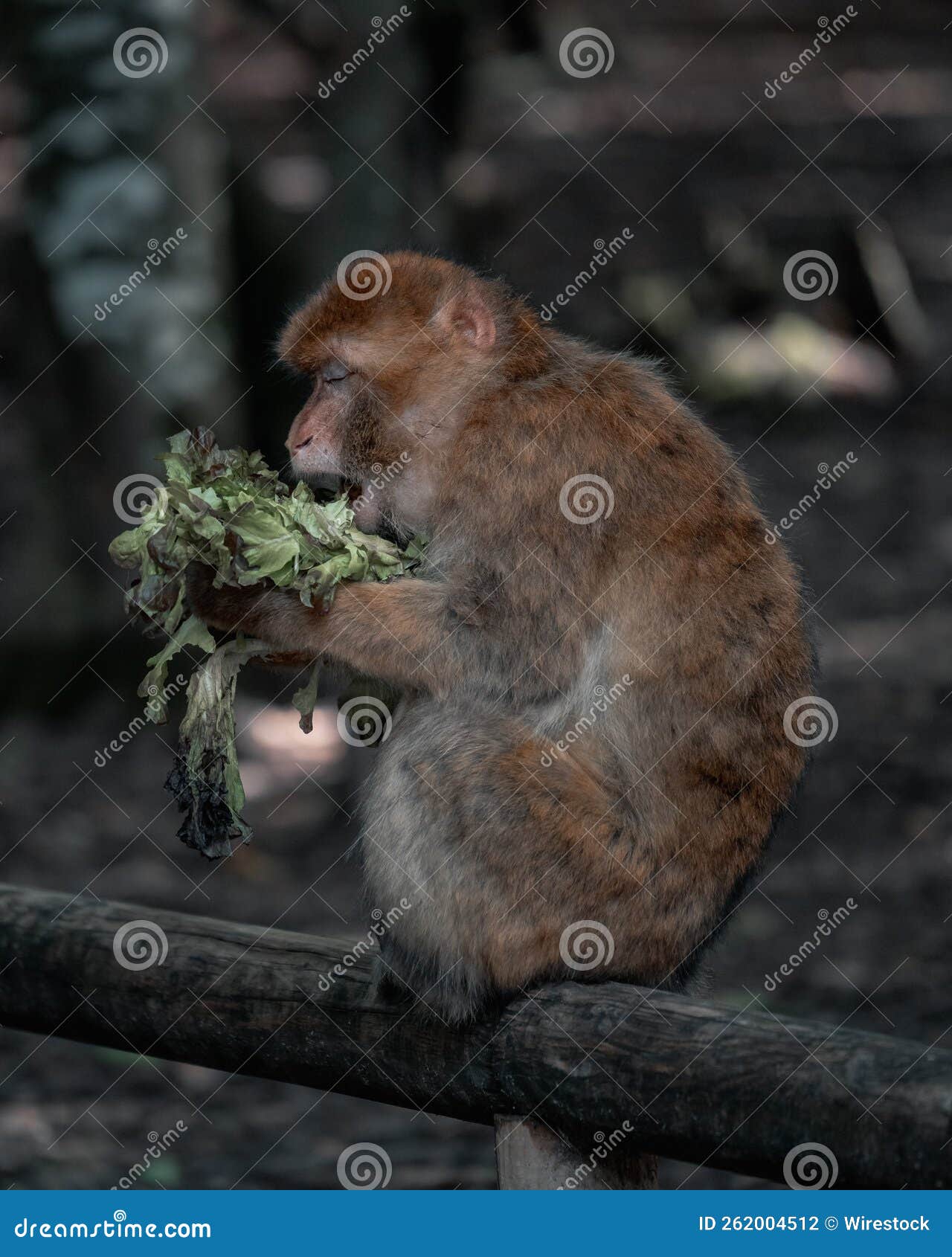 Cute monkey eating lettuce stock photo. Image of tropical - 262004512