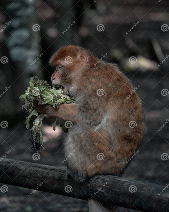 Cute monkey eating lettuce stock photo. Image of tropical - 262004512