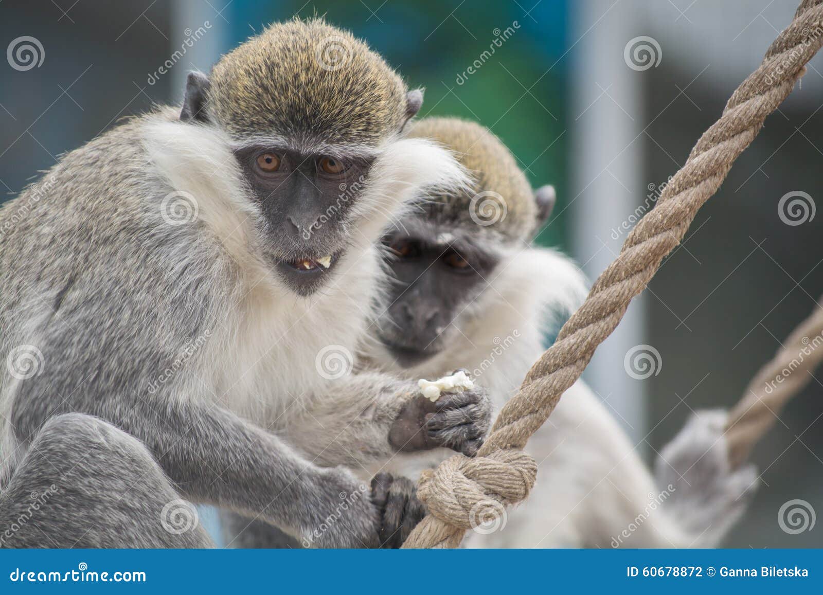 Cute monkey eating popcorn stock photo. Image of eyes - 60678872