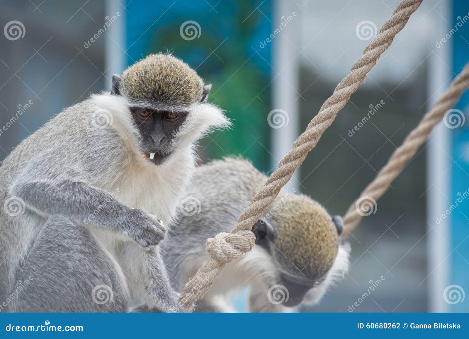 Cute monkey eating popcorn stock photo. Image of creature - 60680262