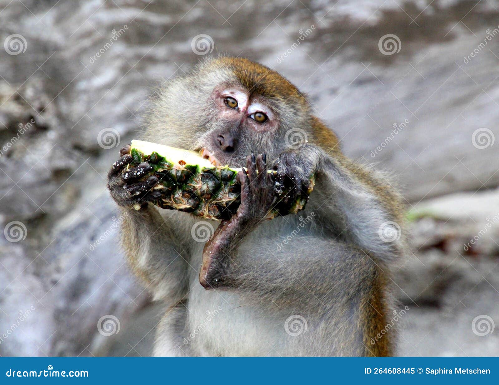 A Cute Monkey Eats a Pineapple Stock Image - Image of squirrel, rodent ...