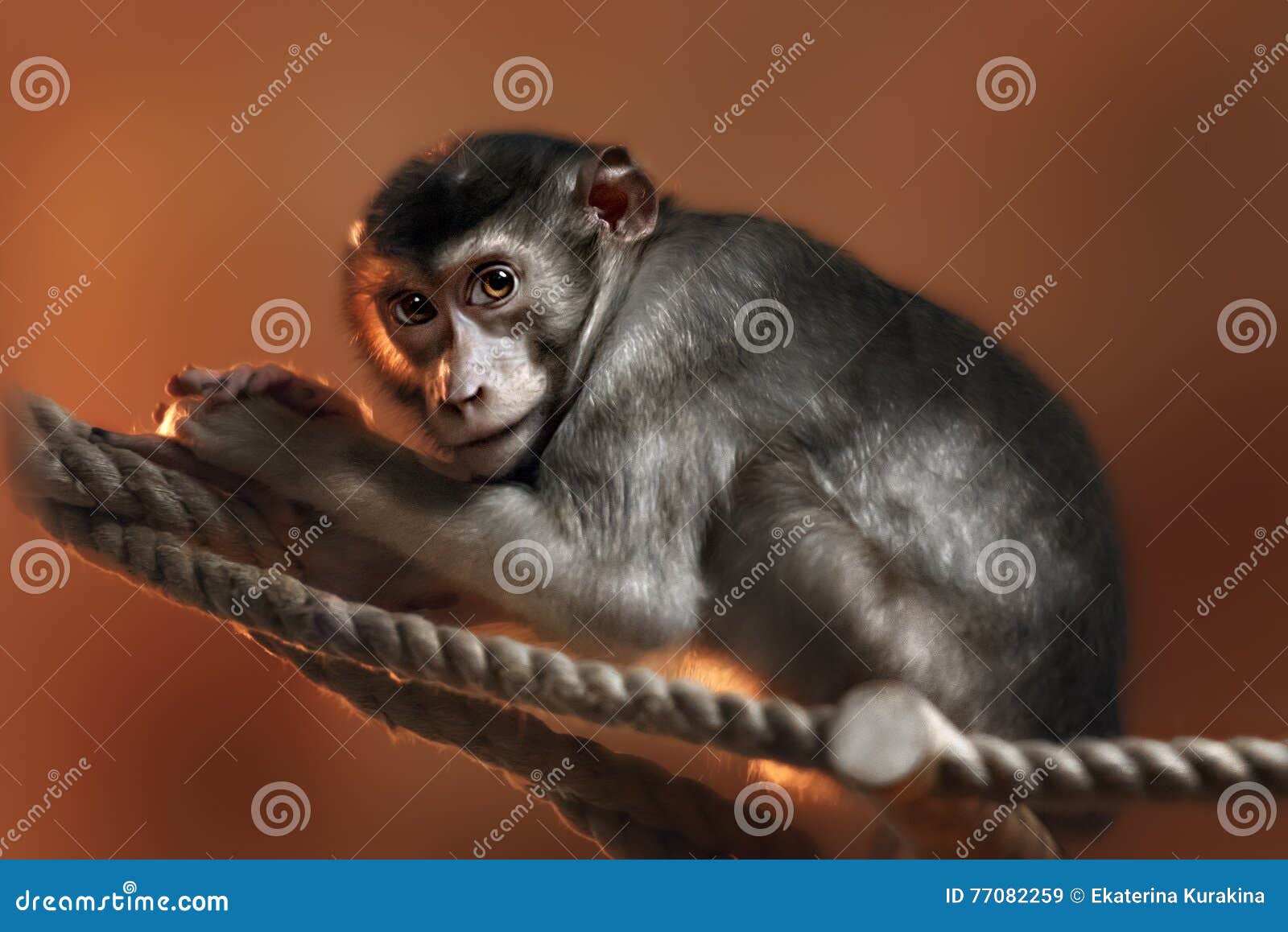 Cute monkey face stock image. Image of face, chimp, gorilla - 77082259