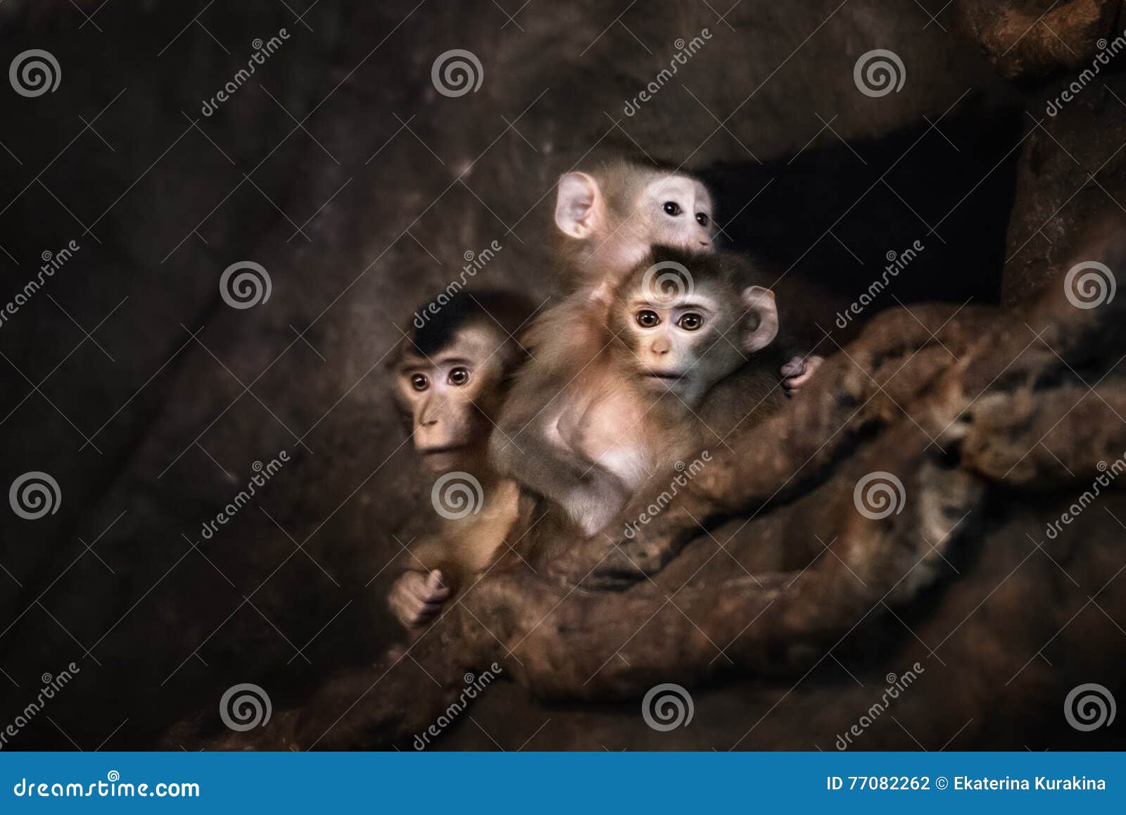 Cute monkey face stock photo. Image of forest, grass - 77082262