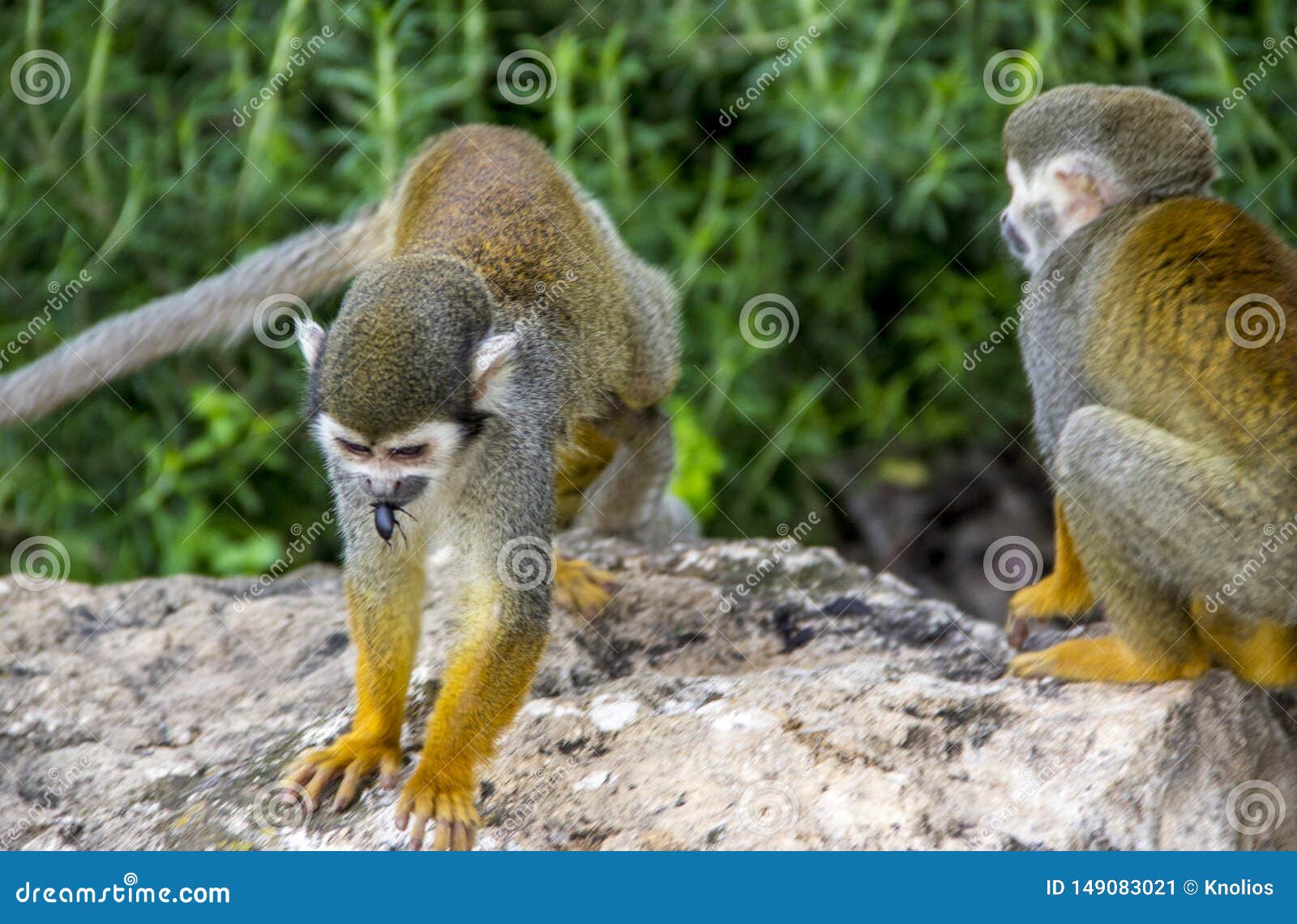 Cute Monkey Face Portrait View. Funny Monkey Portrait Stock Image ...