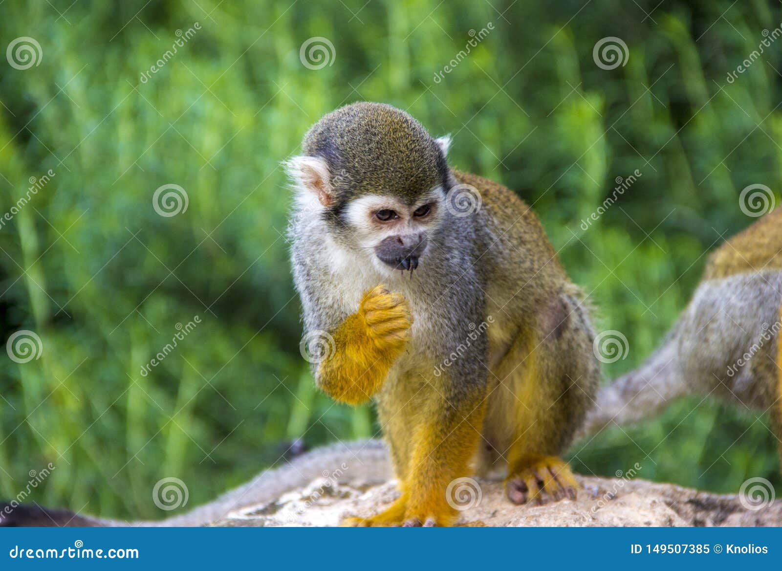 Cute Monkey Face Portrait View. Funny Monkey Portrait Stock Image ...