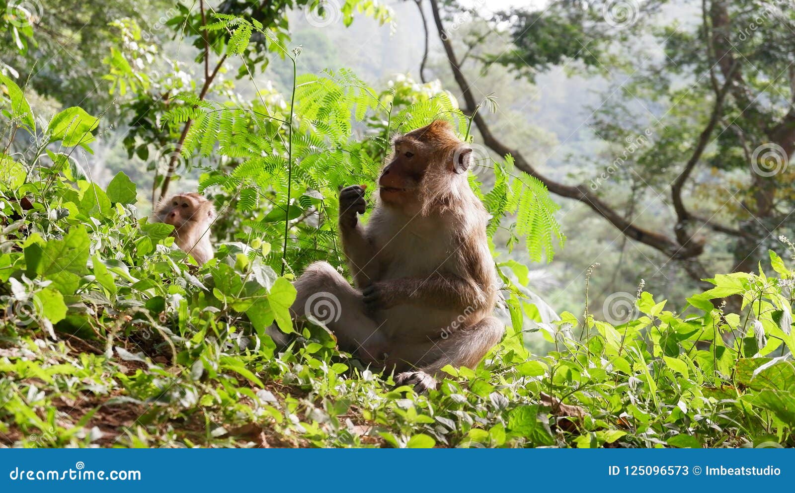 Monkey in the forest stock image. Image of endangered - 125096573