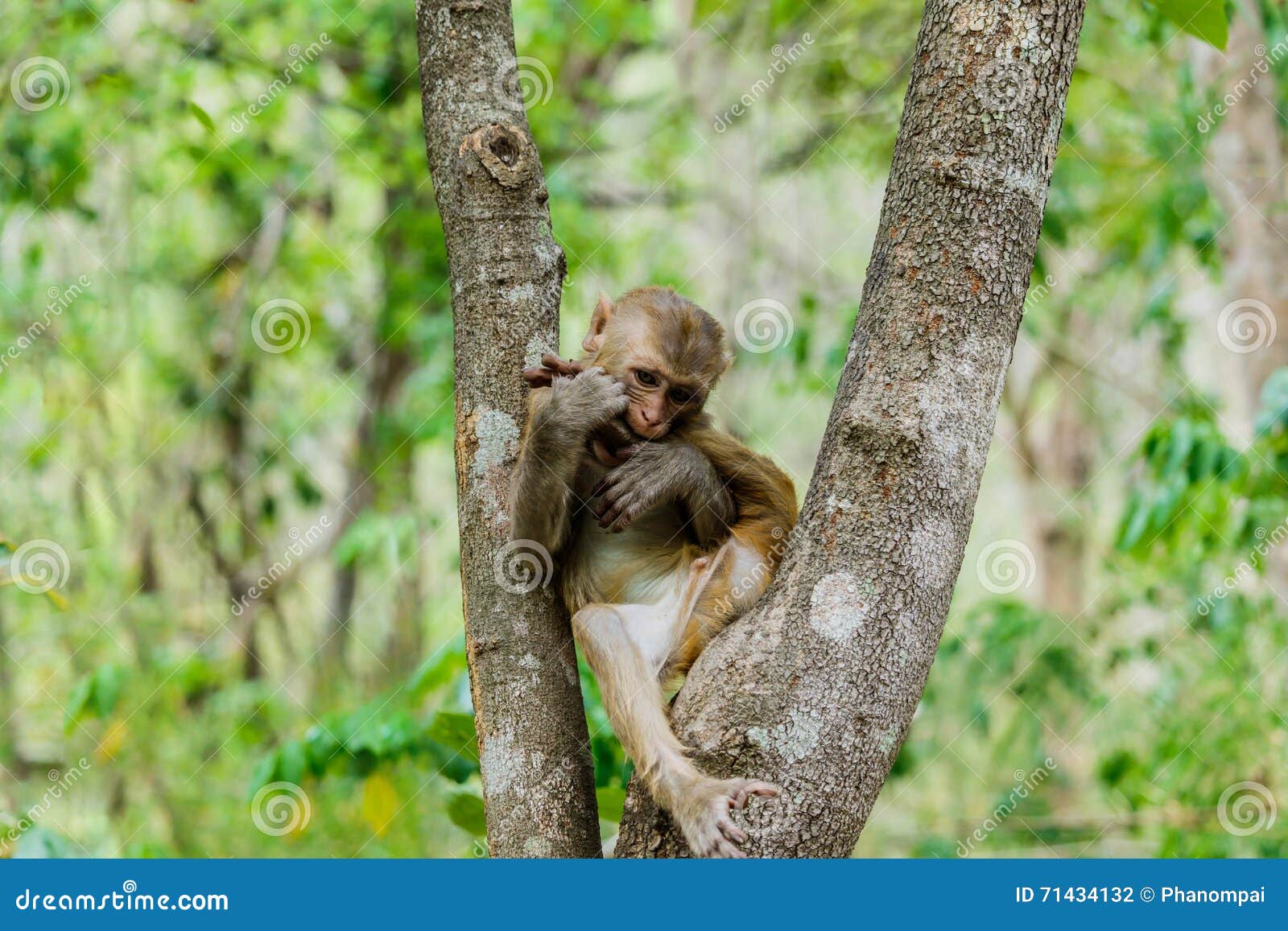 Cute Monkey Lives in a Natural Forest . Stock Photo - Image of wild ...