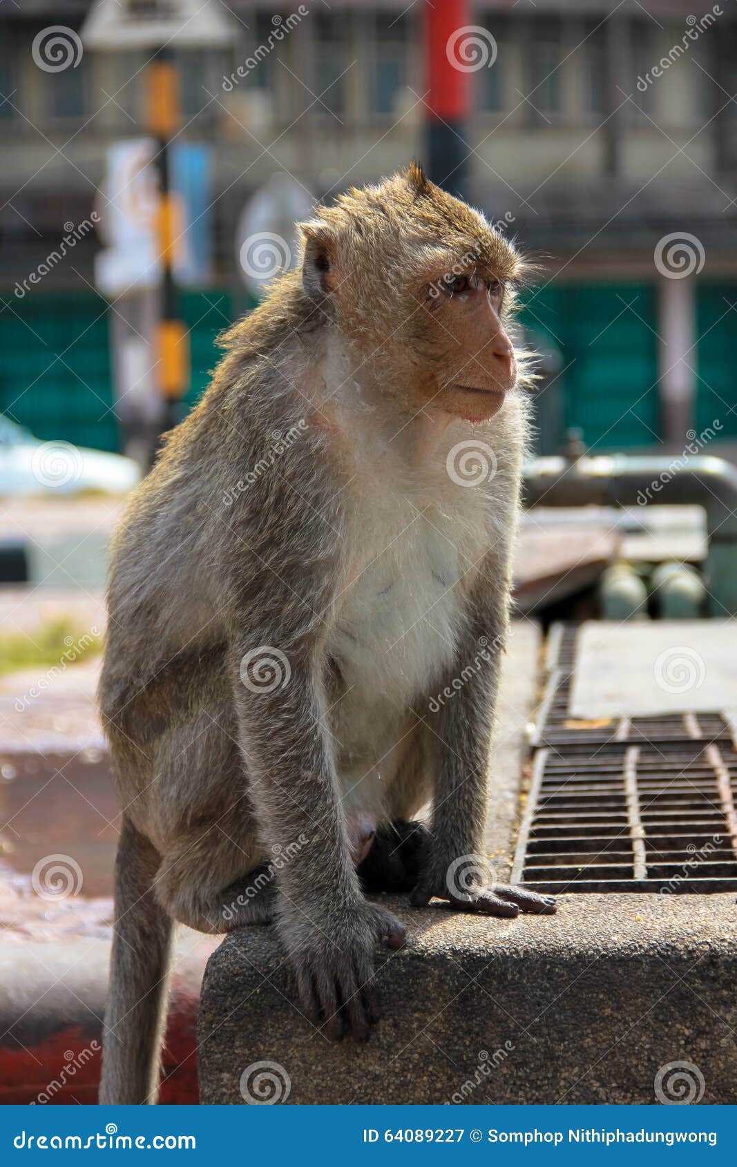 Cute monkey stock image. Image of mammal, lonely, animal - 64089227