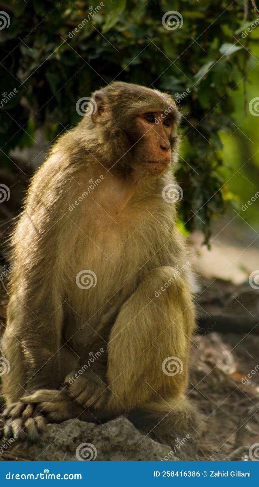 Cute monkey looking sad stock photo. Image of wildlife - 258416386