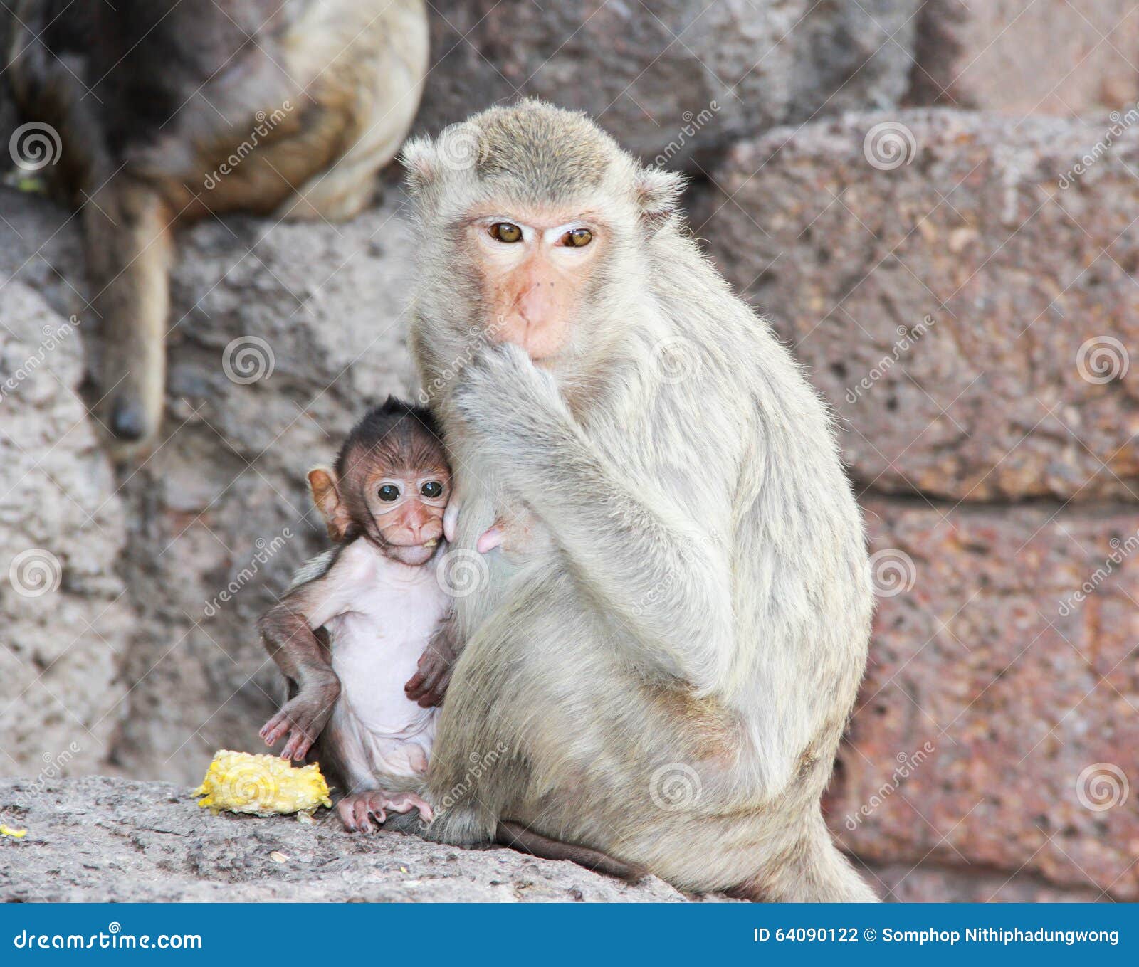 Cute monkey stock photo. Image of mammal, wild, portrait - 64090122