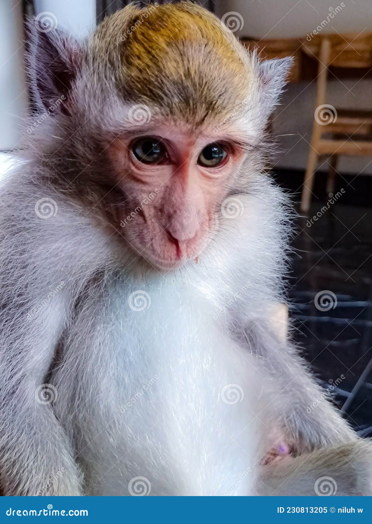 Cute monkey model stock image. Image of model, animal - 230813205