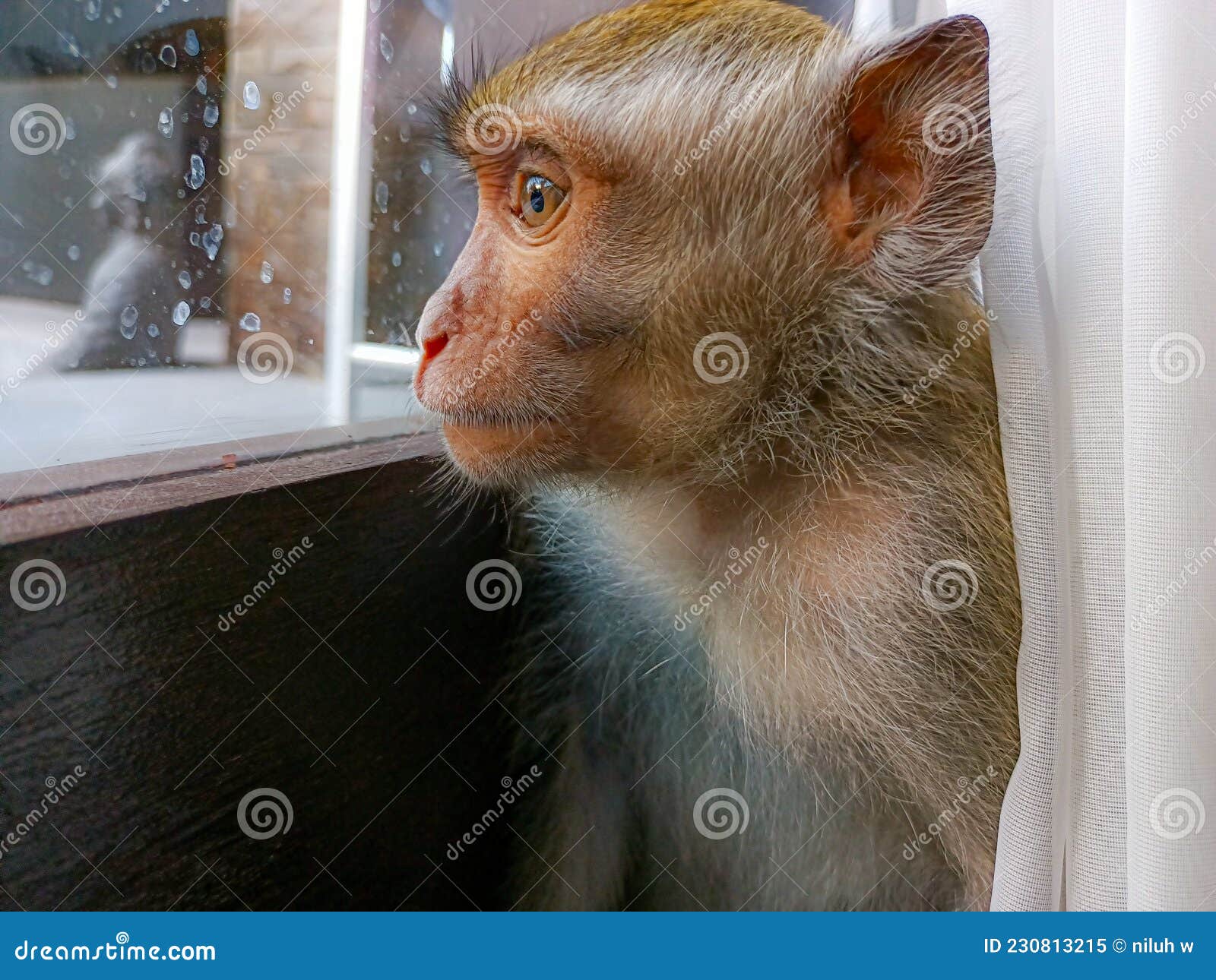 Cute monkey model stock image. Image of monkey, wildlife - 230813215