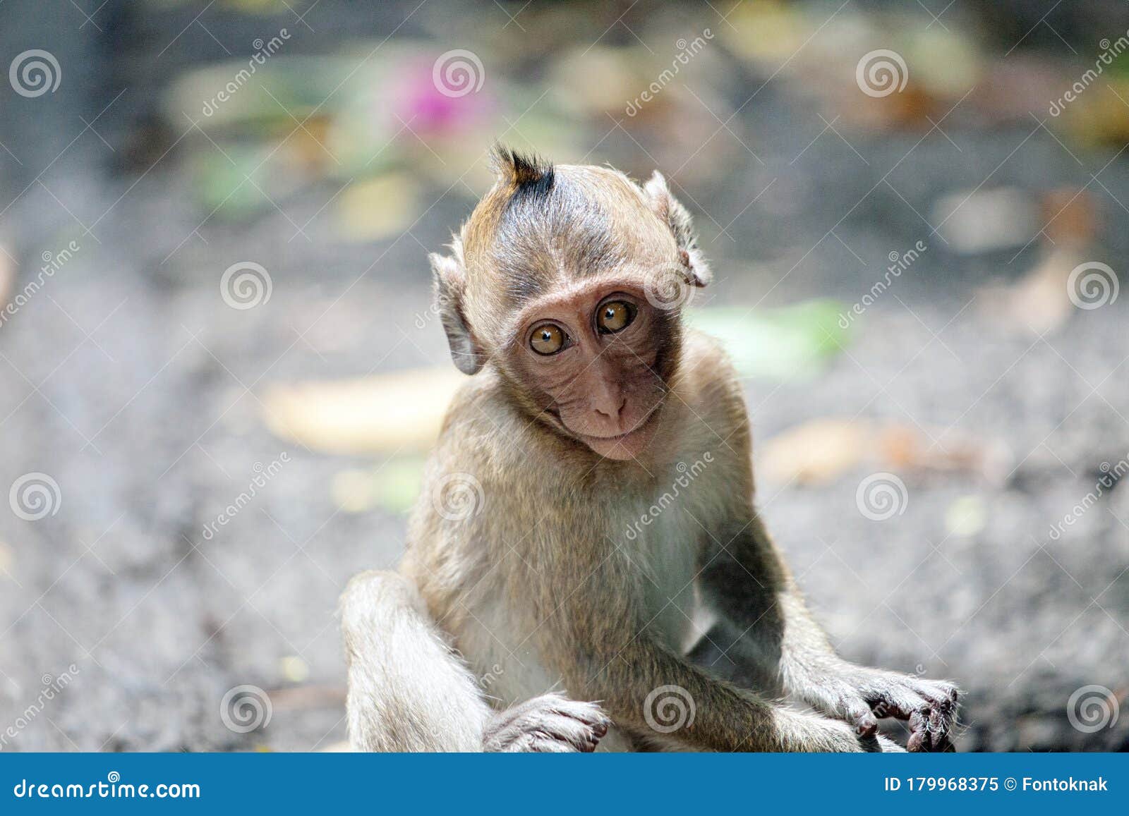 Cute monkey stock image. Image of natural, fauna, wildlife - 179968375