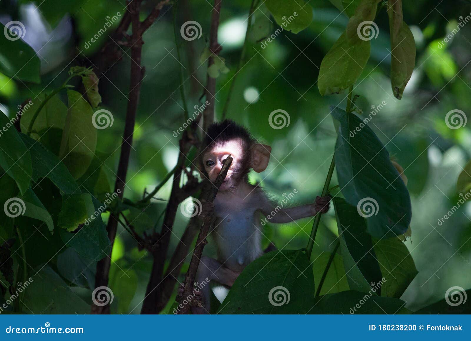 Cute monkey stock photo. Image of tree, wildlife, cute - 180238200