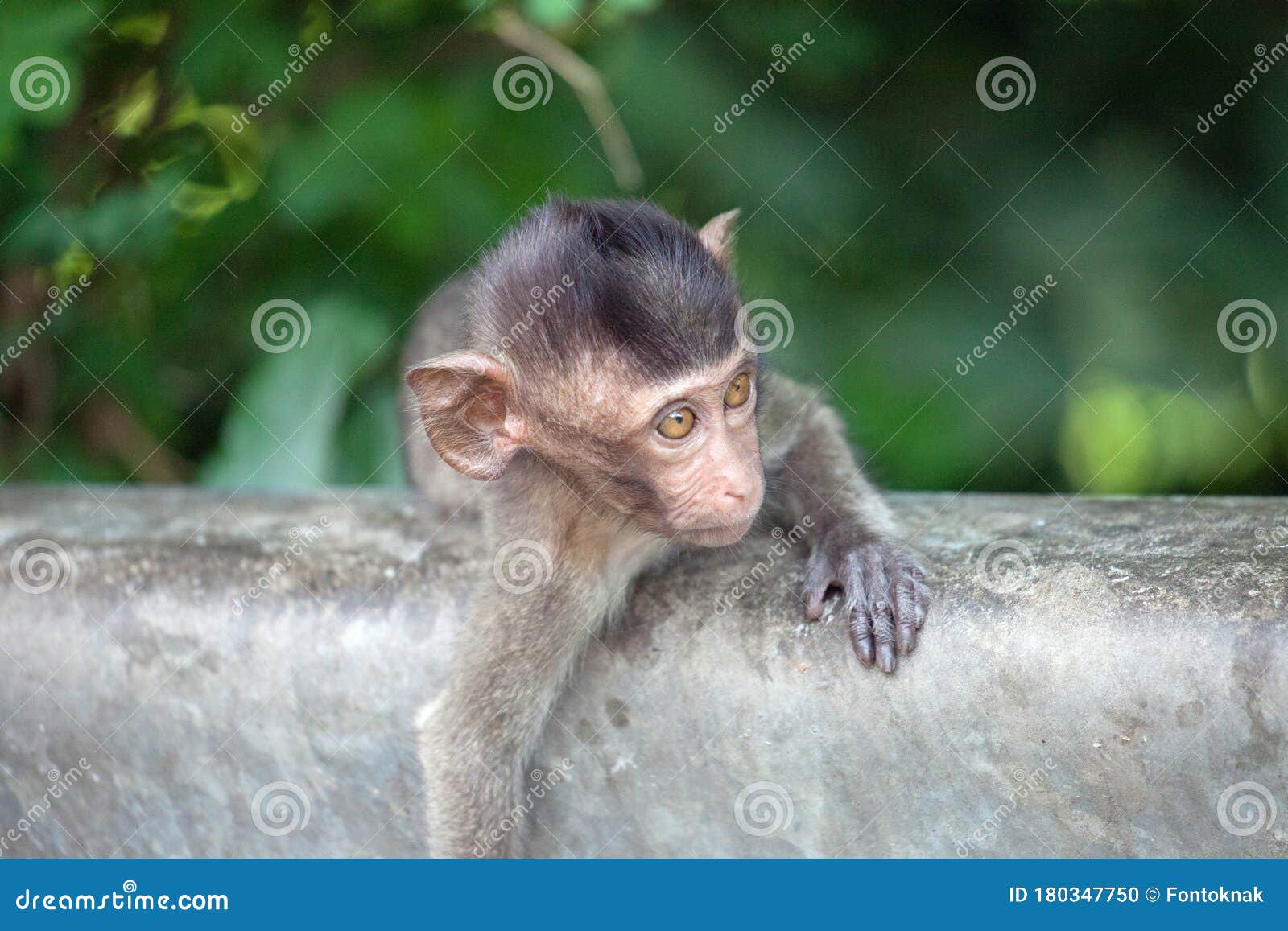 Cute monkey stock photo. Image of snout, forest, fauna - 180347750