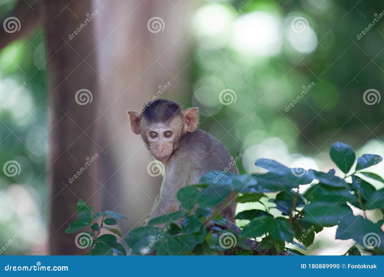 Cute monkey stock photo. Image of mammal, tree, forest - 180889990