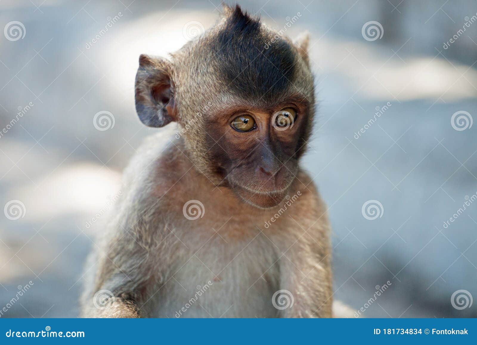 Cute monkey stock photo. Image of funny, wildlife, snout - 181734834