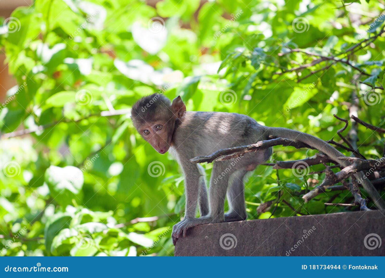 Cute monkey stock photo. Image of snout, primate, natural - 181734944