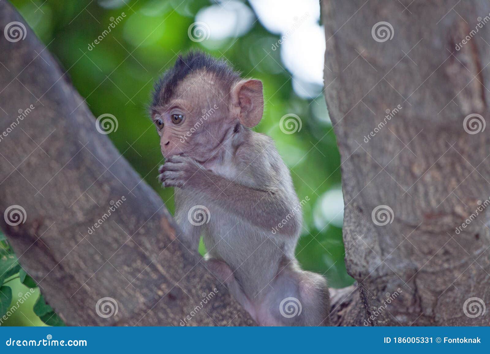 Cute monkey stock image. Image of tree, funny, monkey - 186005331