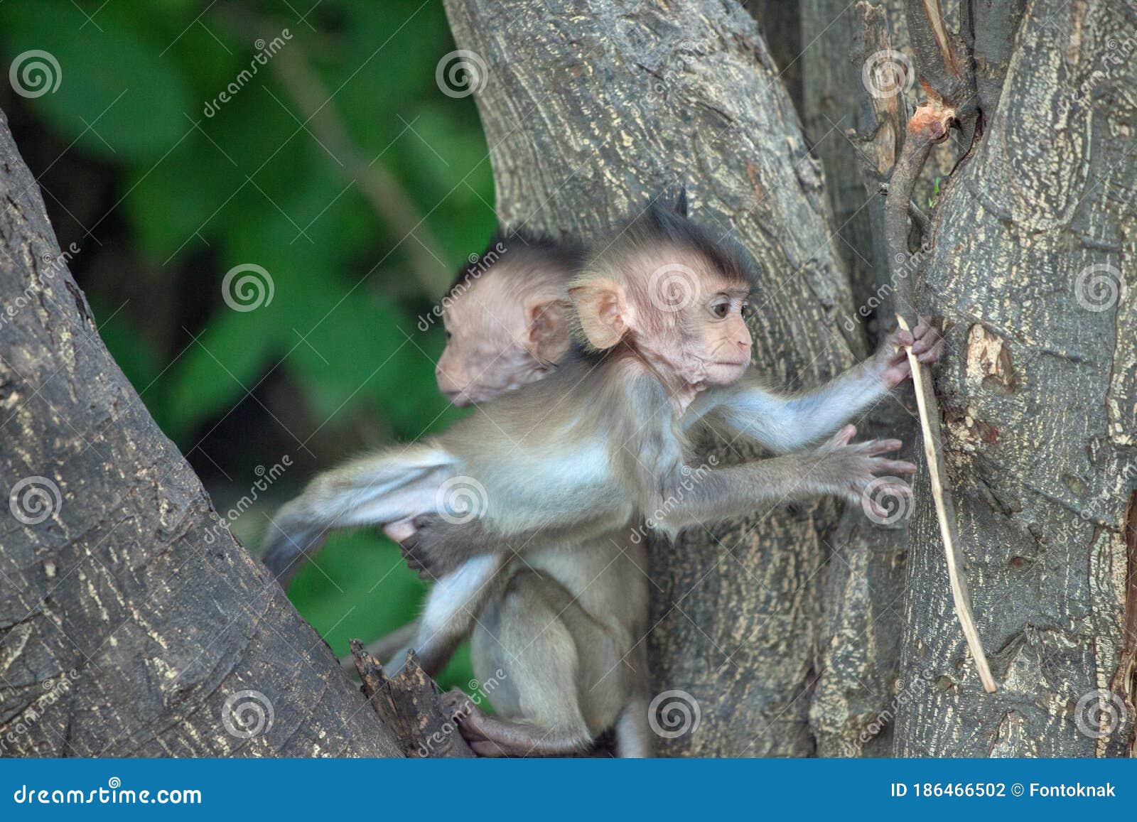 Cute monkey stock photo. Image of fauna, funny, forest - 186466502