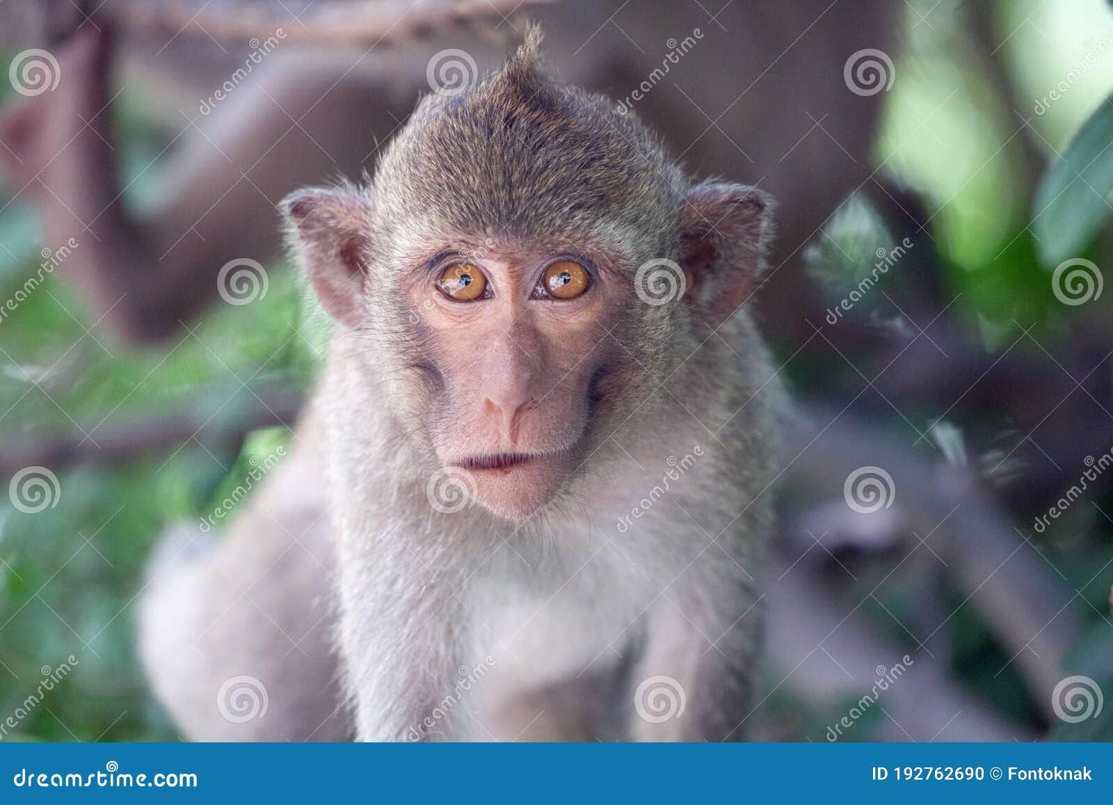 Cute monkey stock photo. Image of snout, tree, macaque - 192762690