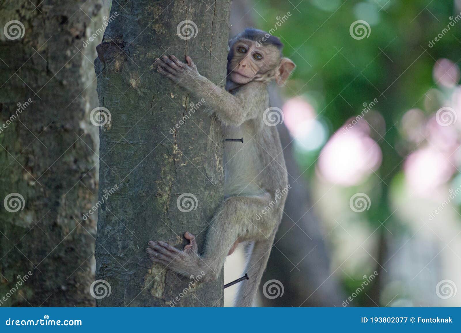 Cute monkey stock image. Image of tree, organism, monkey - 193802077