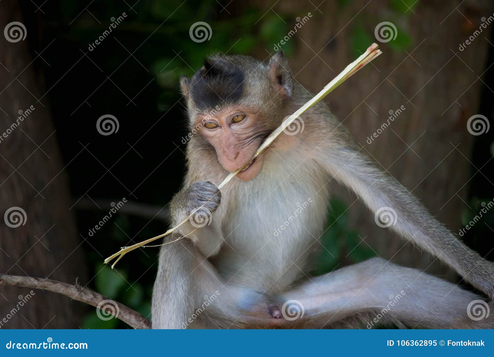 Cute monkey stock image. Image of primate, snout, fauna - 106362895