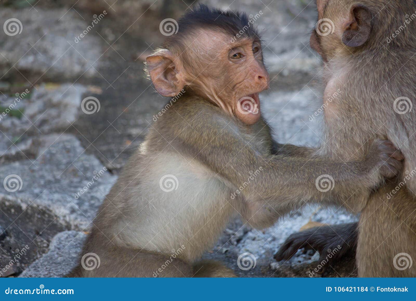 Cute monkey stock photo. Image of snout, macaque, wildlife - 106421184
