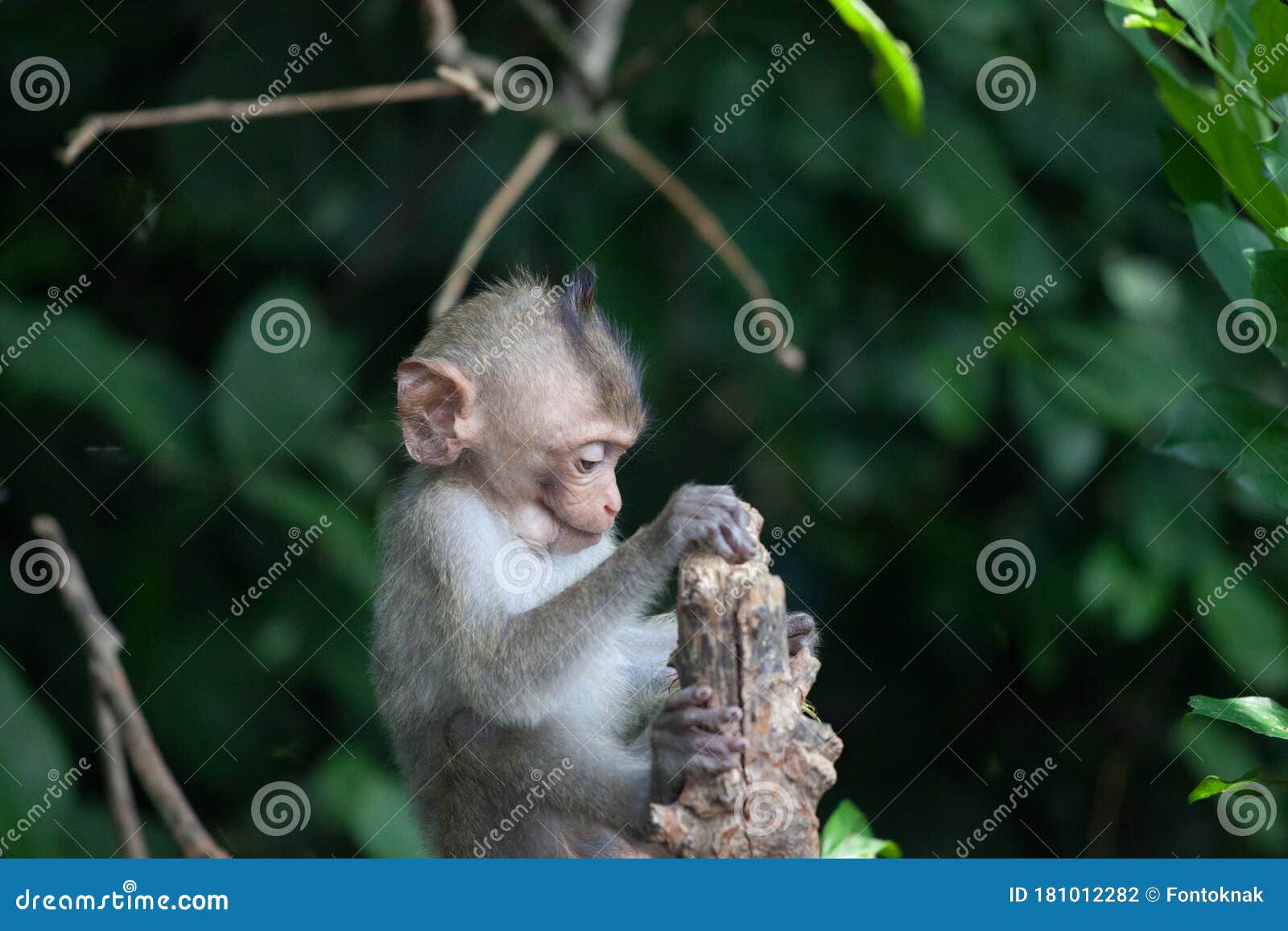 Cute monkey stock photo. Image of mammal, organism, tree - 181012282