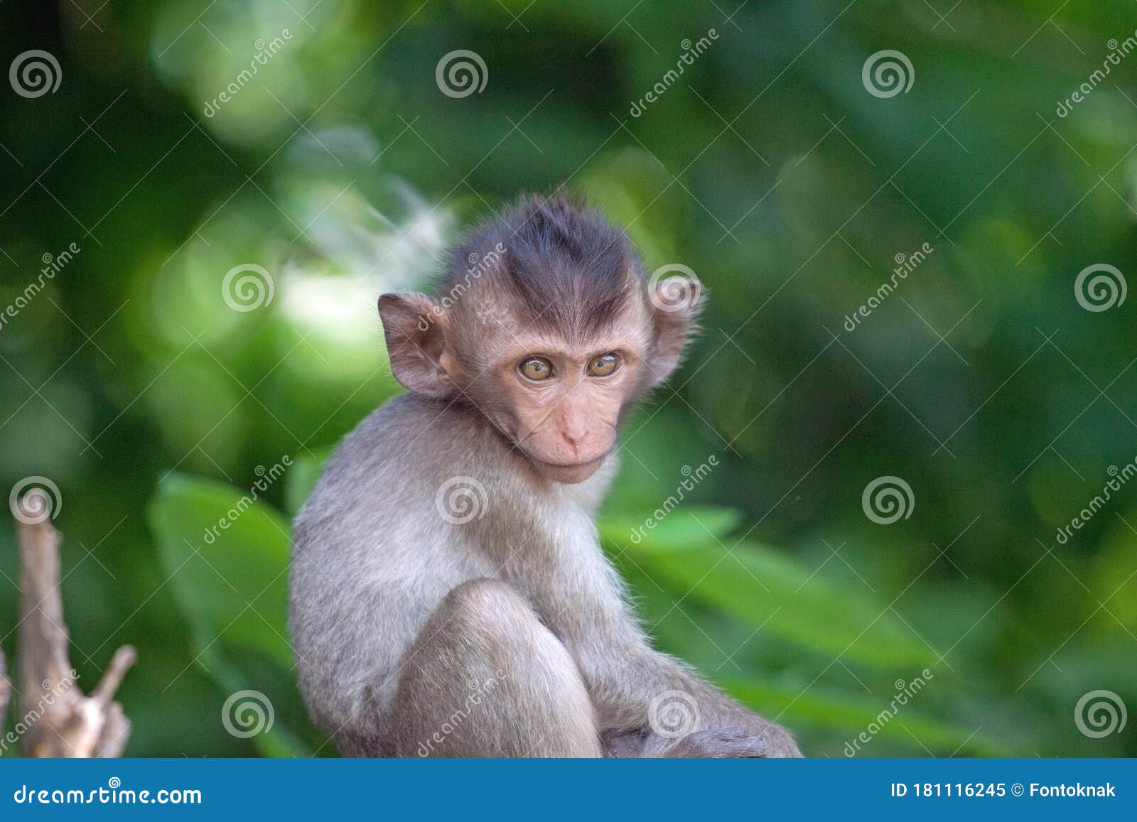 Cute monkey stock image. Image of cute, fauna, wildlife - 181116245