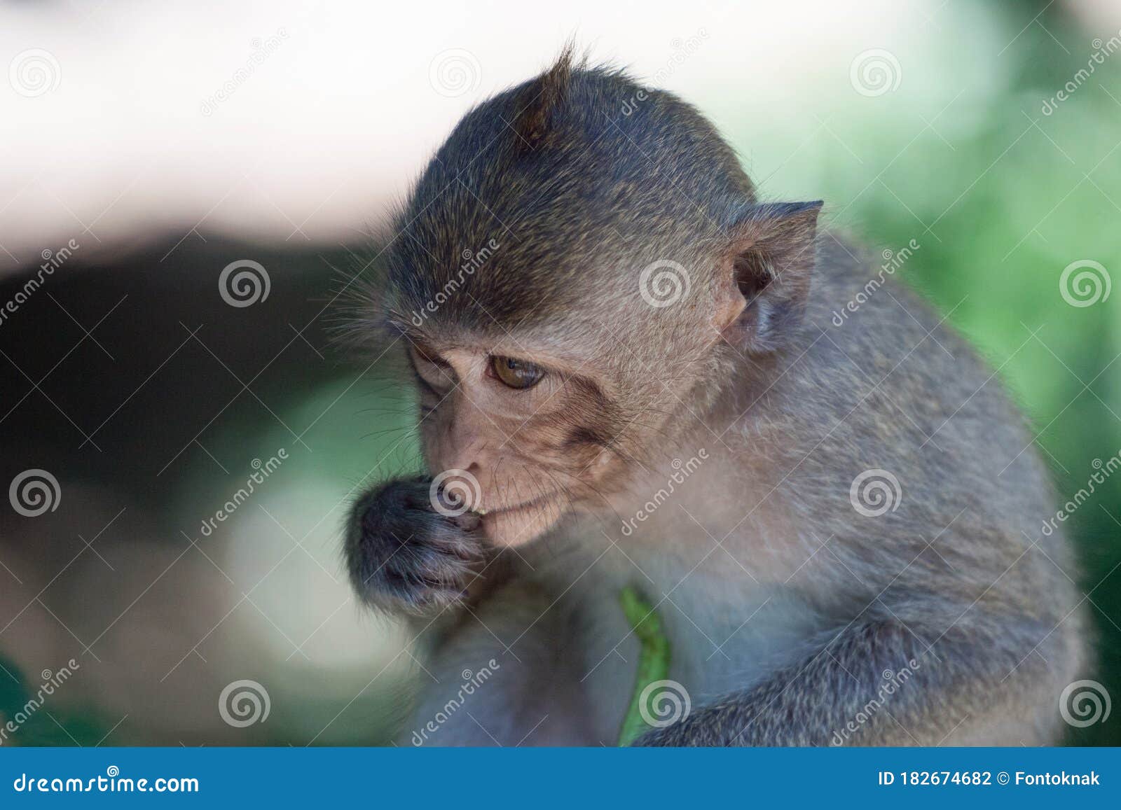 Cute monkey stock photo. Image of fauna, funny, monkey - 182674682