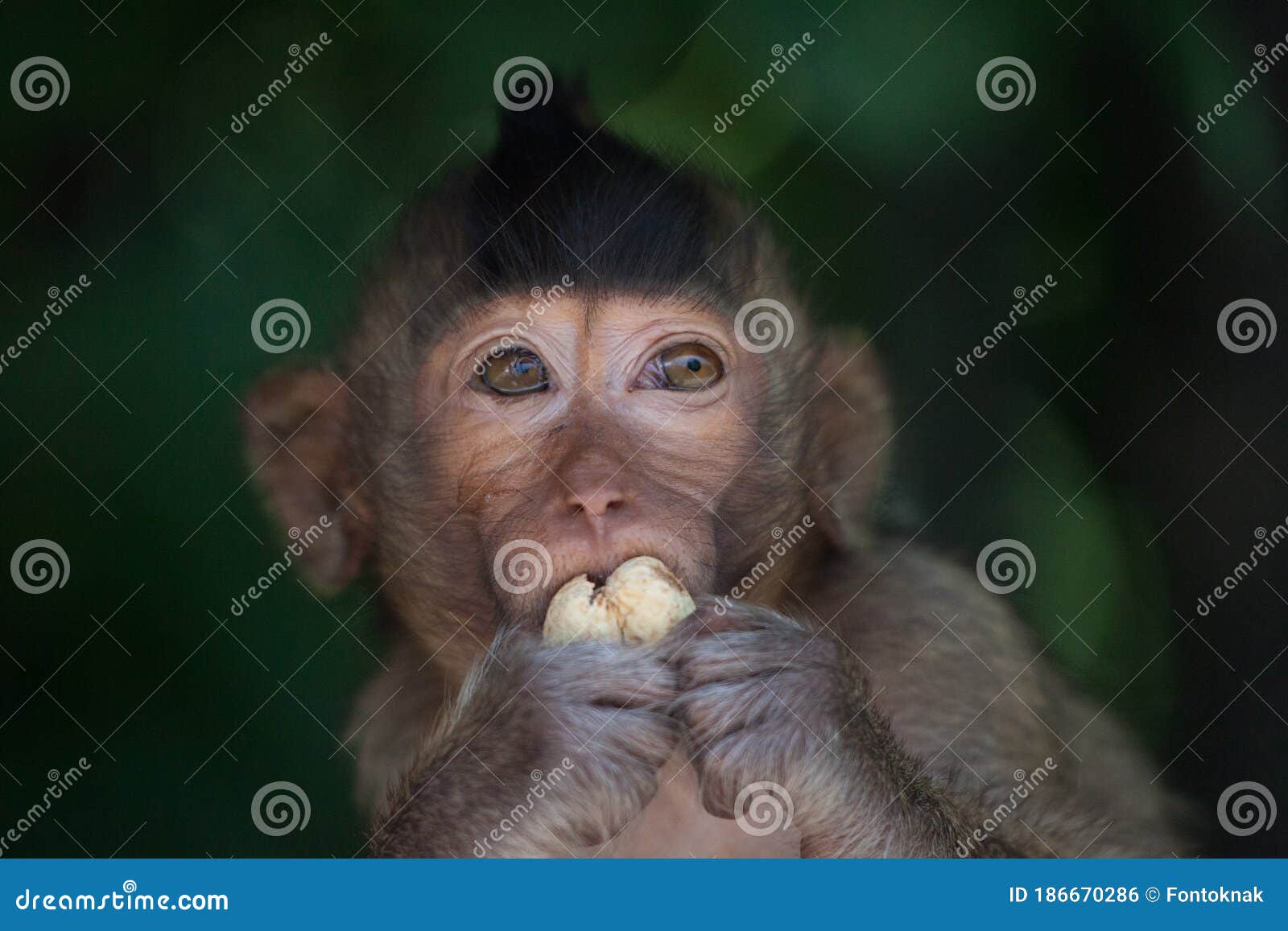 Cute monkey stock photo. Image of temple, monkey, wildlife - 186670286