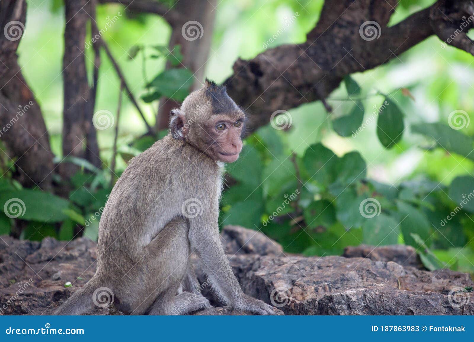 Cute monkey stock image. Image of primate, monkey, cute - 187863983