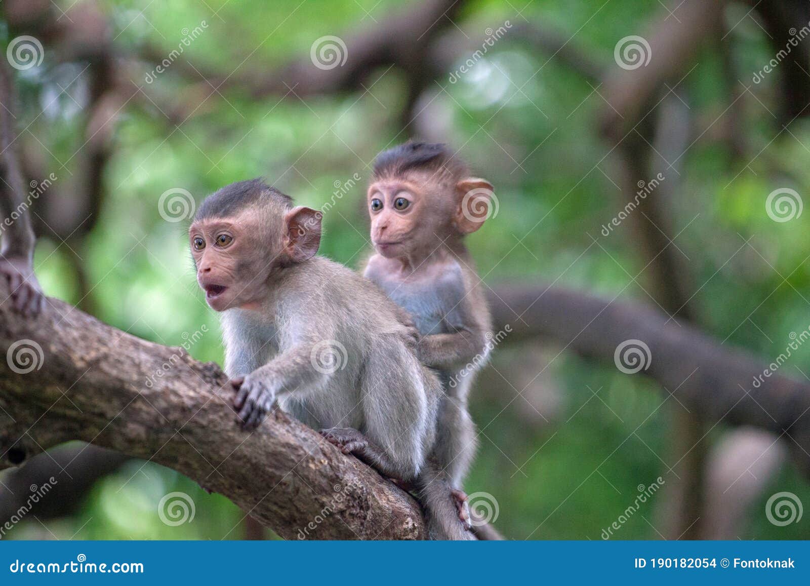 Cute monkey stock photo. Image of mammal, fauna, wildlife - 190182054