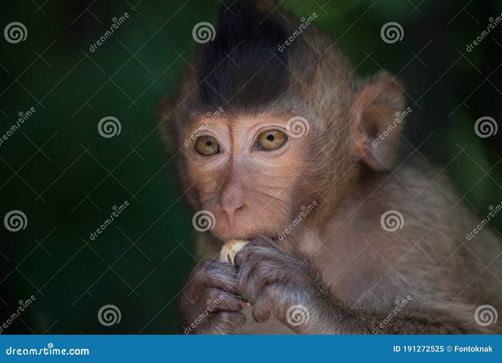 Cute monkey stock image. Image of tree, fauna, wildlife - 191272525