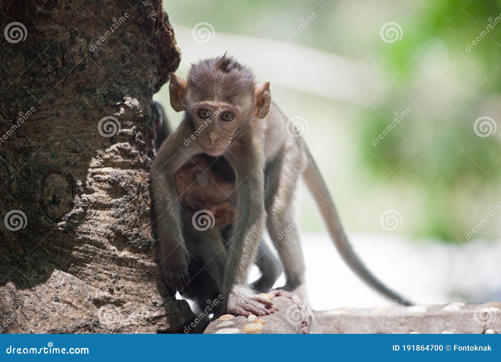 Cute monkey stock photo. Image of snout, tree, wildlife - 191864700