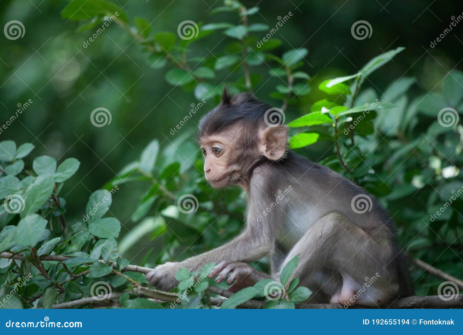 Cute monkey stock photo. Image of macaque, forest, mammal - 192655194