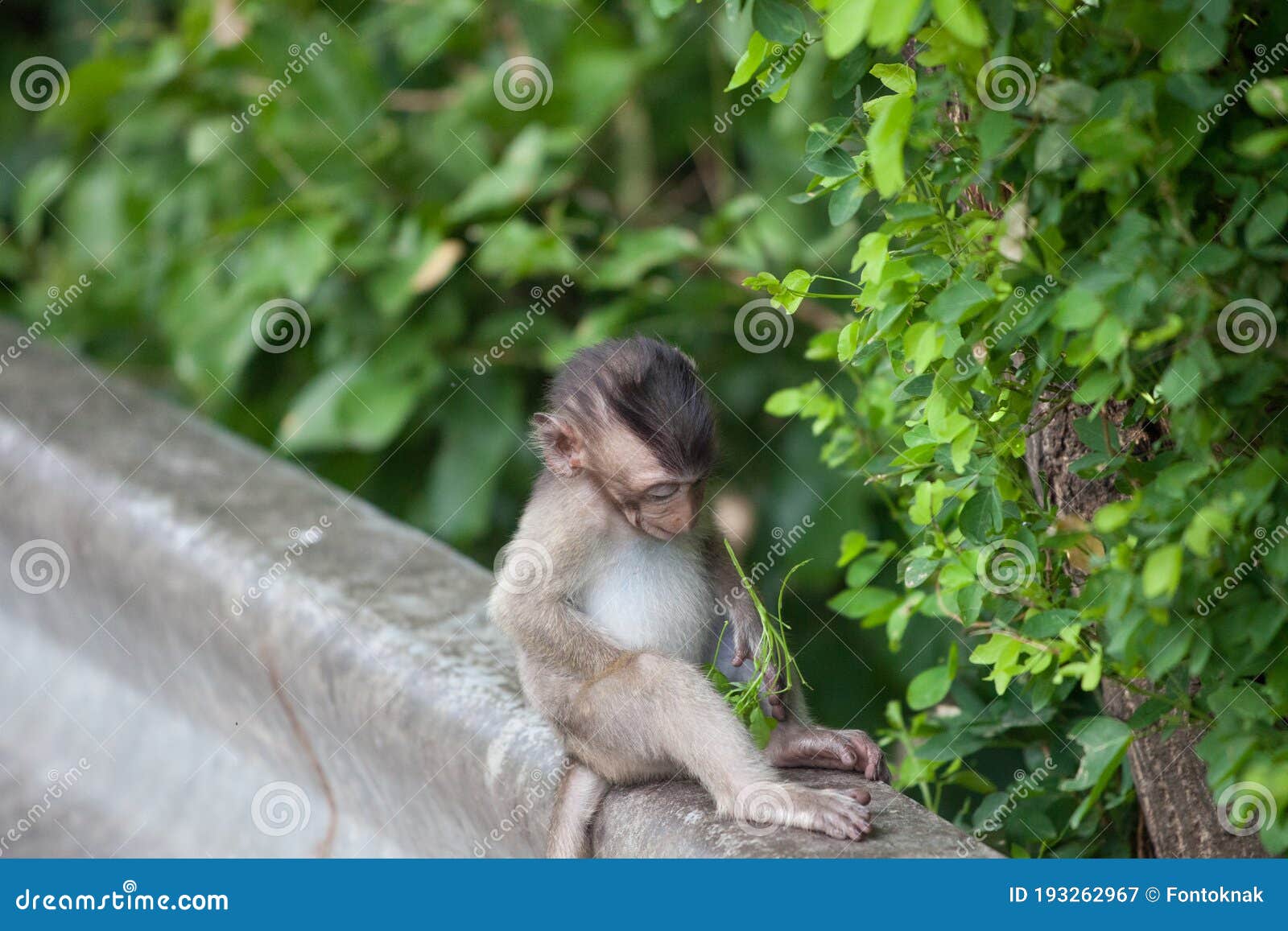 Cute monkey stock image. Image of temple, tree, primate - 193262967