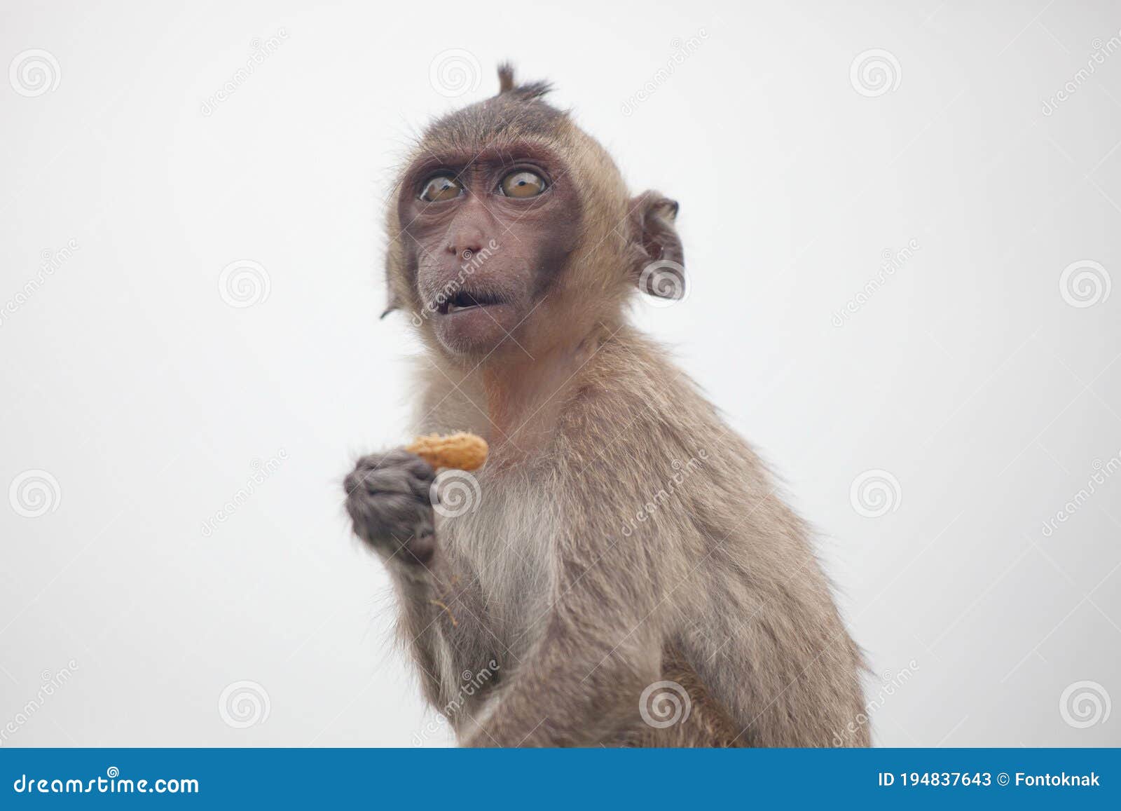 Cute monkey stock image. Image of primate, mammal, snout - 194837643