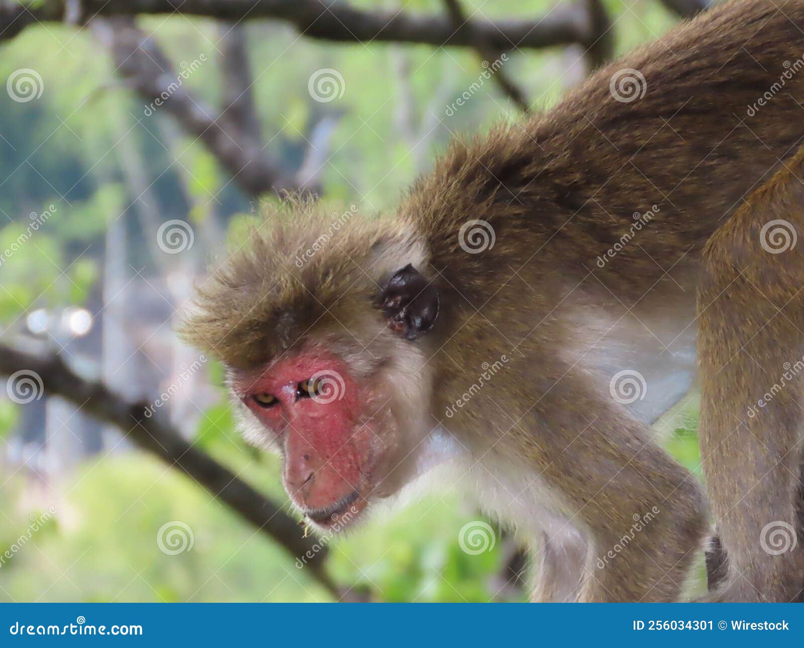 Cute Monkey in Natural Habitat Stock Image - Image of small, wild ...