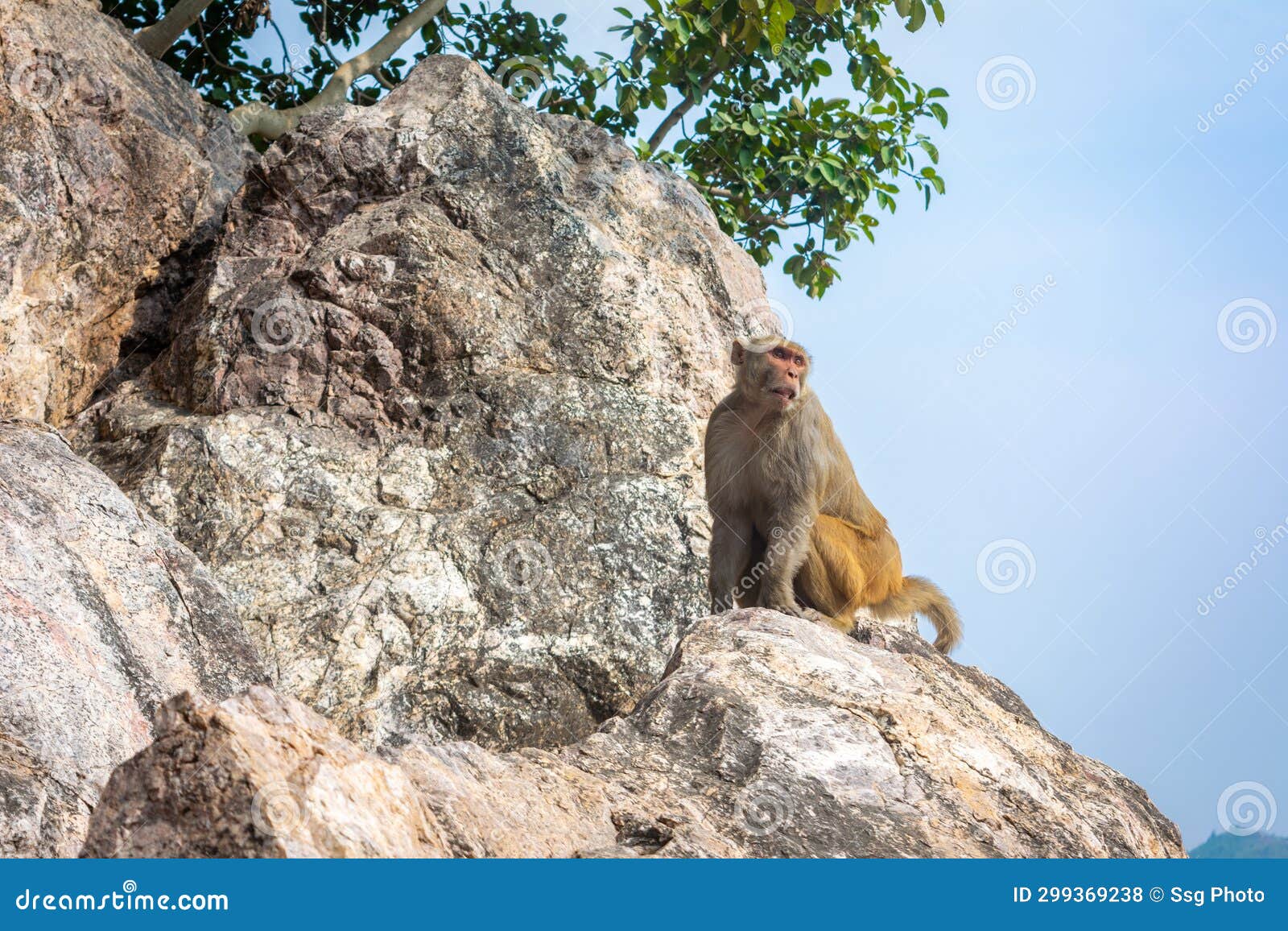 Cute monkey stock photo. Image of little, macaca, hair - 299369238