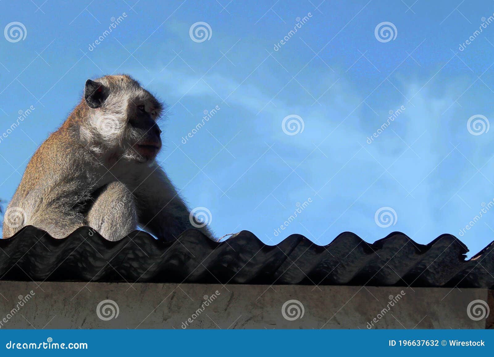Cute Monkey Playing on a Roof at the Zoo Stock Photo - Image of white ...