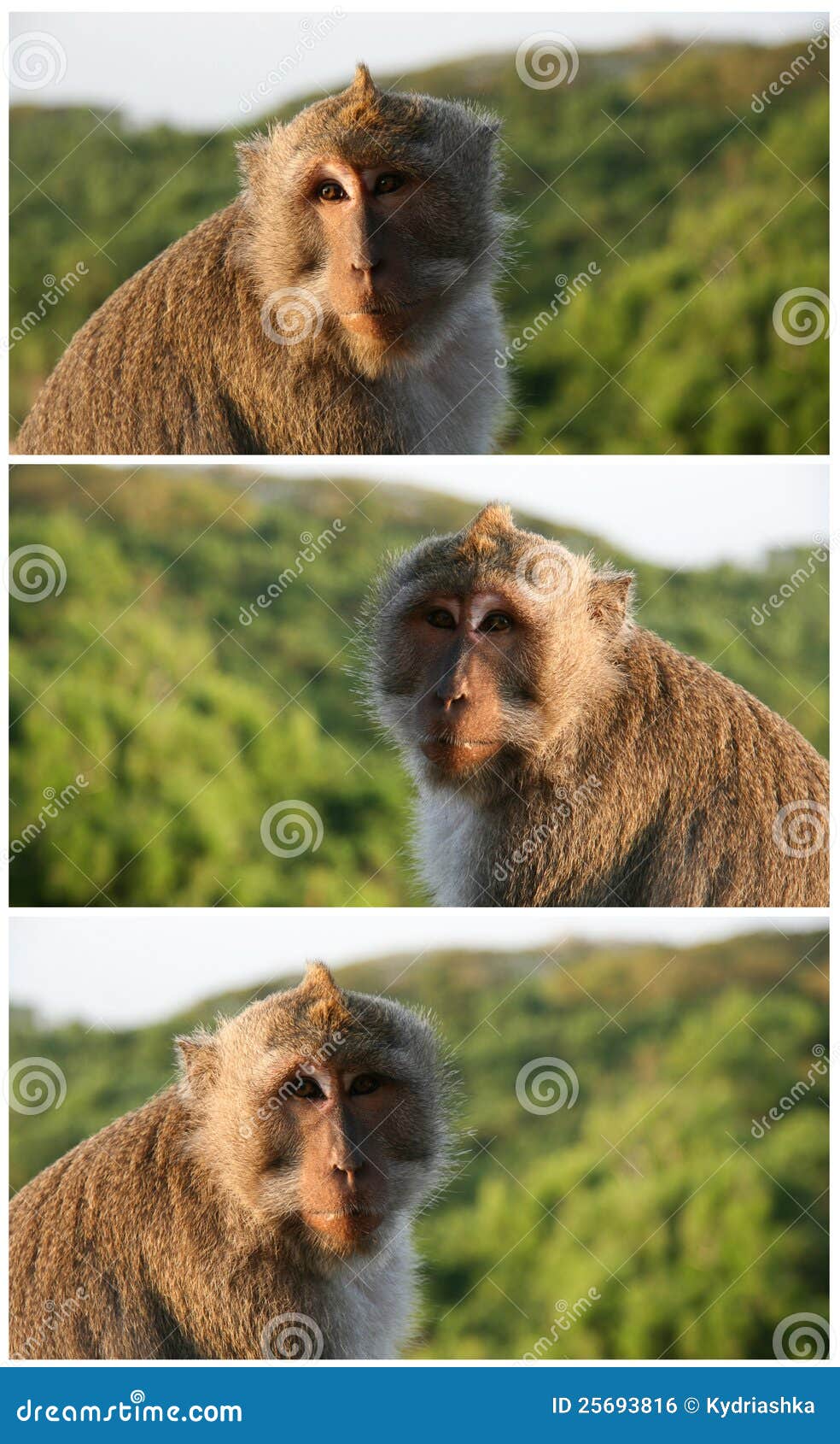 Cute Monkey Portrait. Indonesia, Bali Island Stock Photo - Image of ...