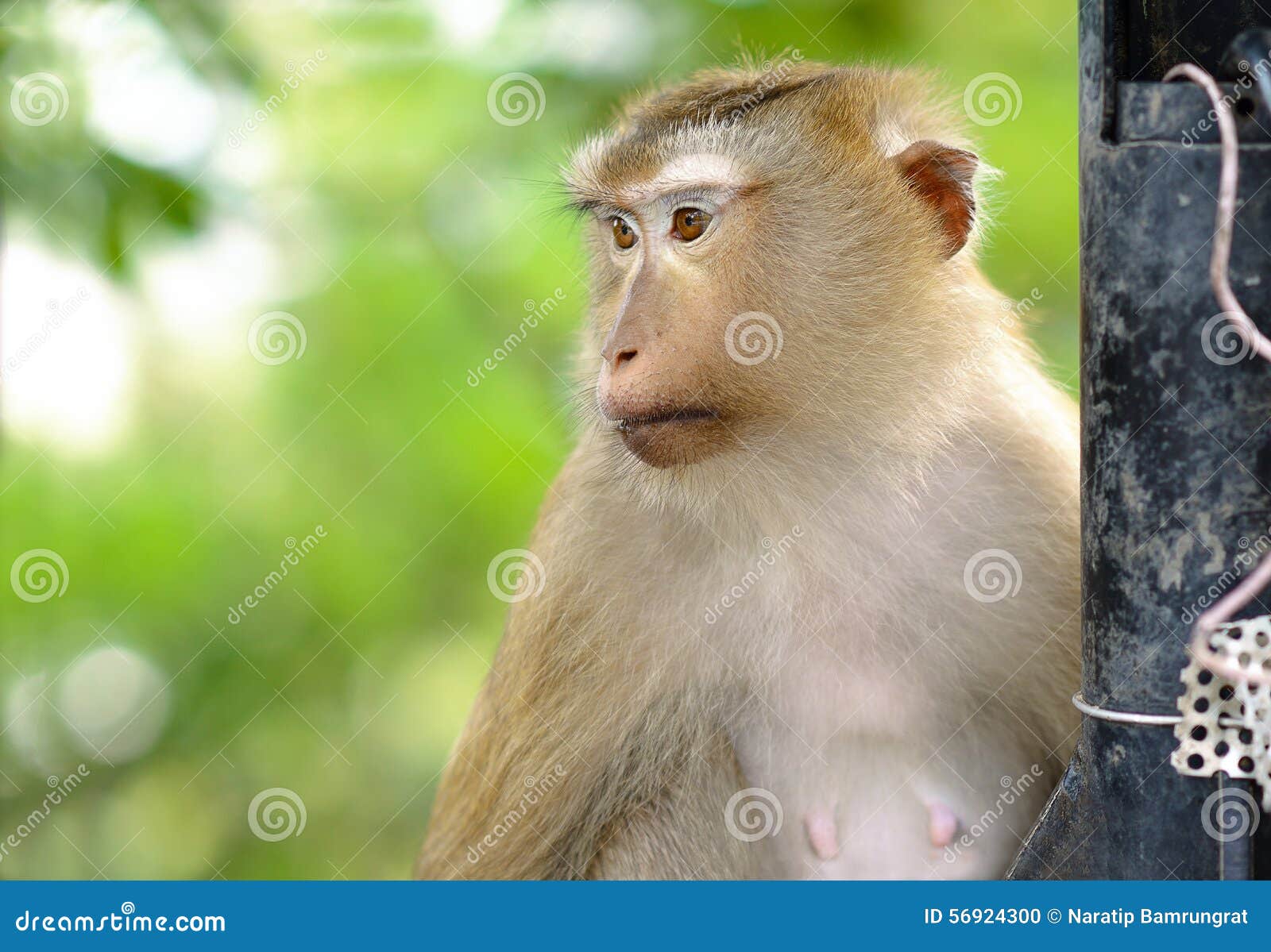 Cute Monkey Re Looking at Something Stock Photo - Image of gorilla ...